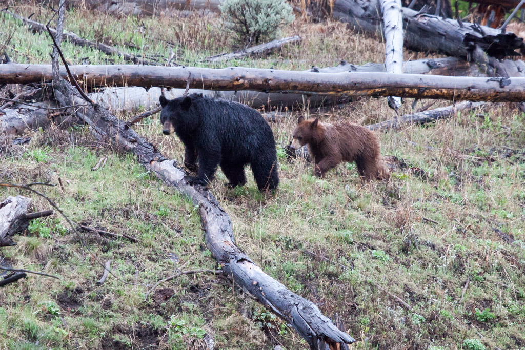 5 Fun Facts About Bear Hibernation