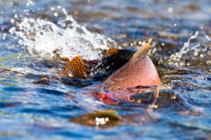 Cutthroat Comeback: Native Fish Rebound in Yellowstone - Yellowstone ...