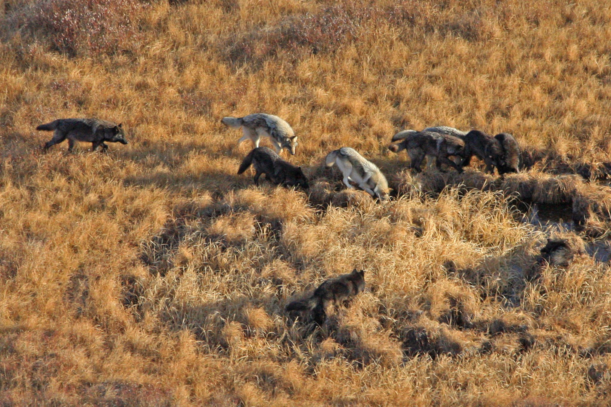 Male Gray Wolves Protect Family Members from Rival Packs - Yellowstone ...