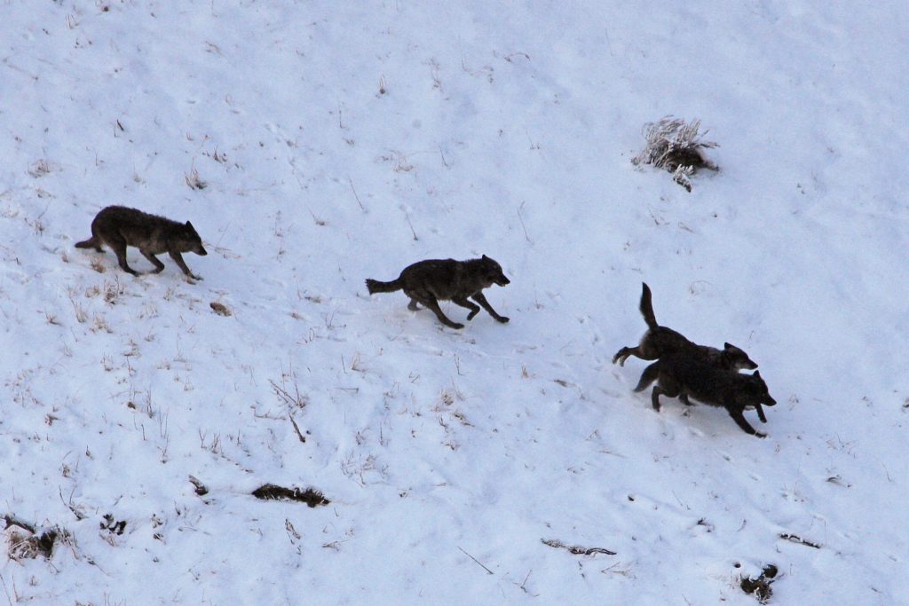 Wolves Archives - Yellowstone Forever