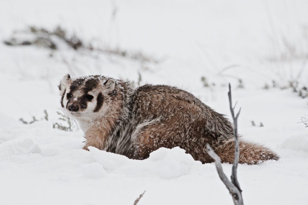 Small but Mighty: Yellowstone's Weasels Survive Winter - Yellowstone ...