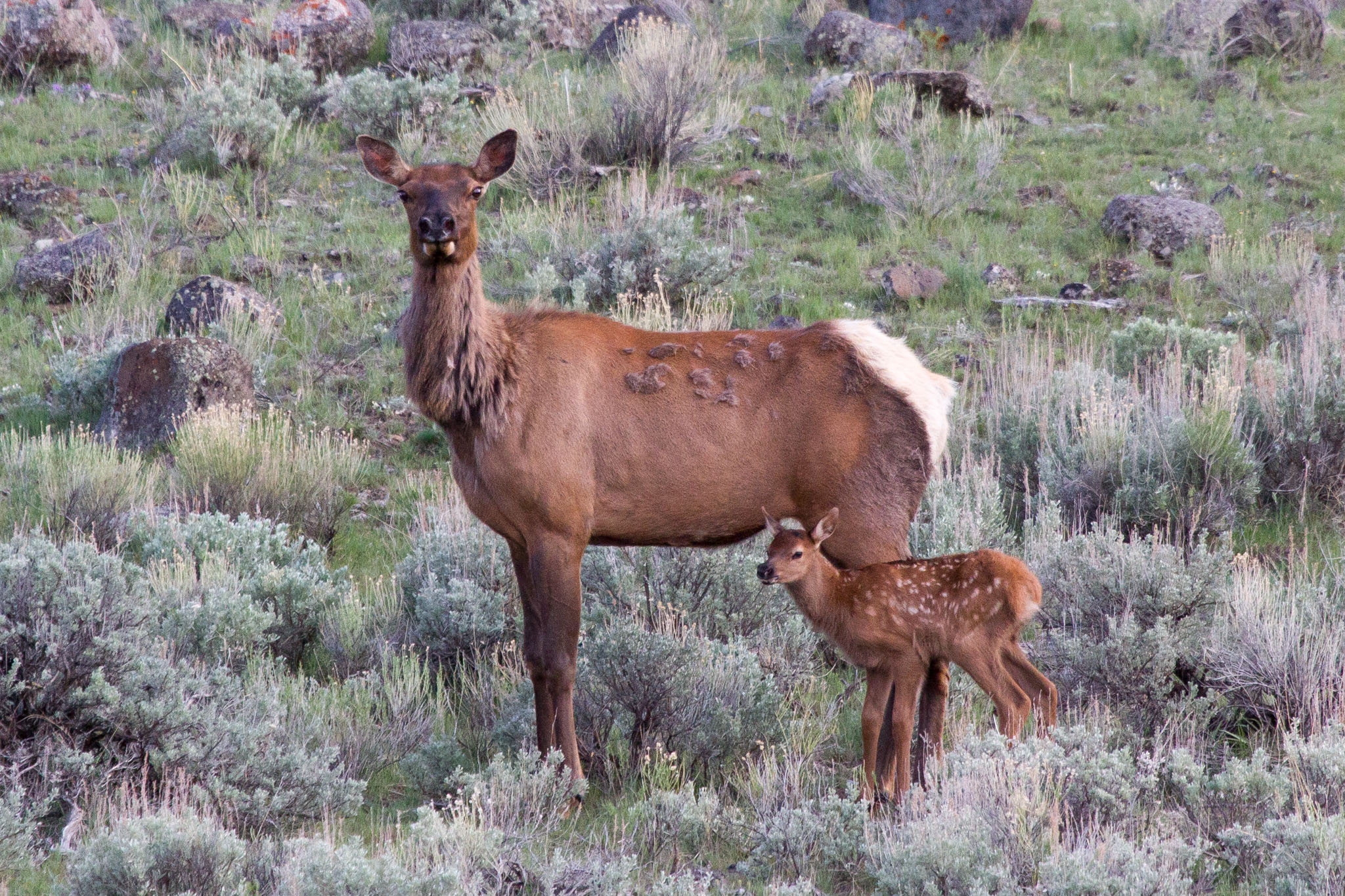 Meet the Baby Animals of Yellowstone