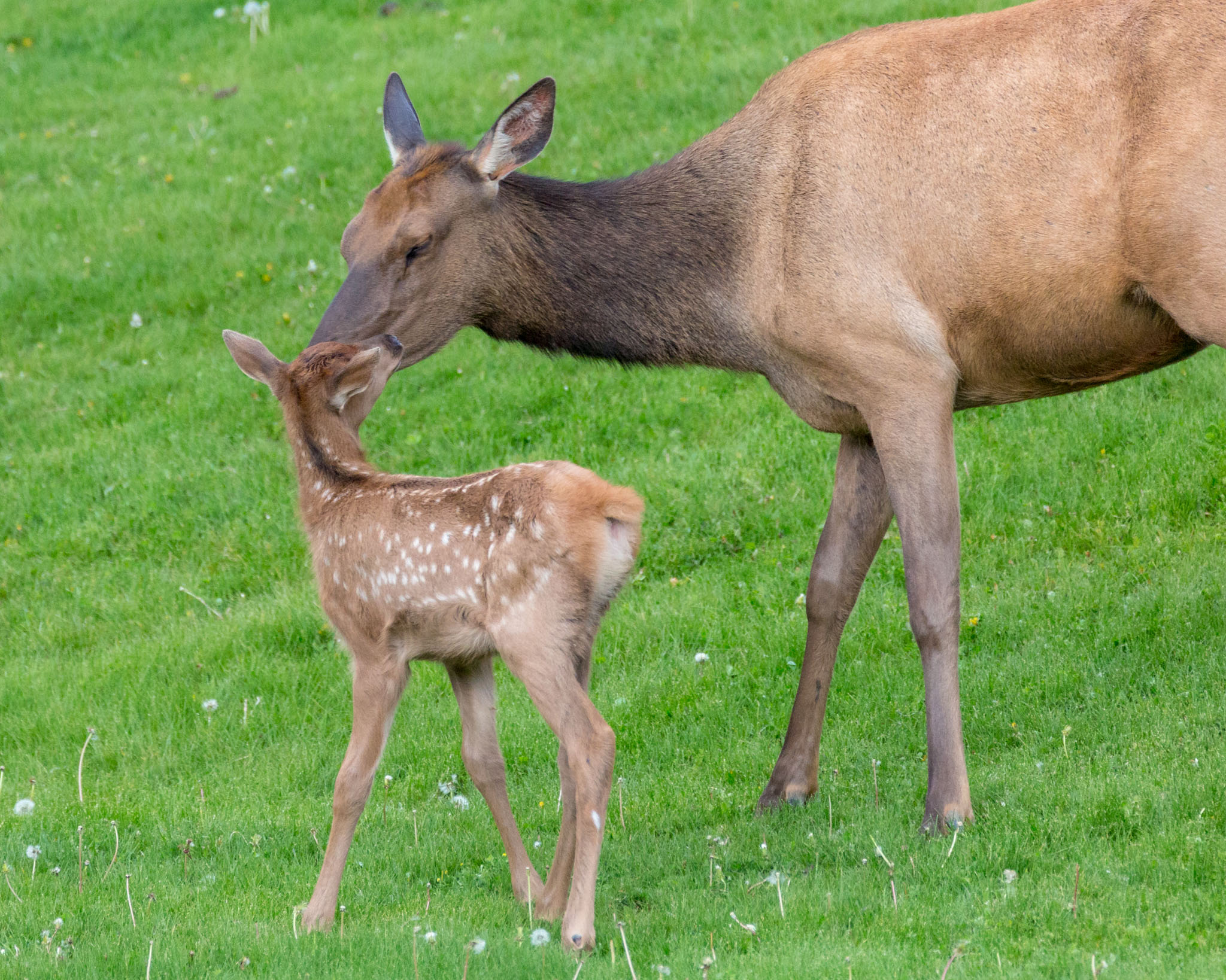 Baby Animals of Yellowstone