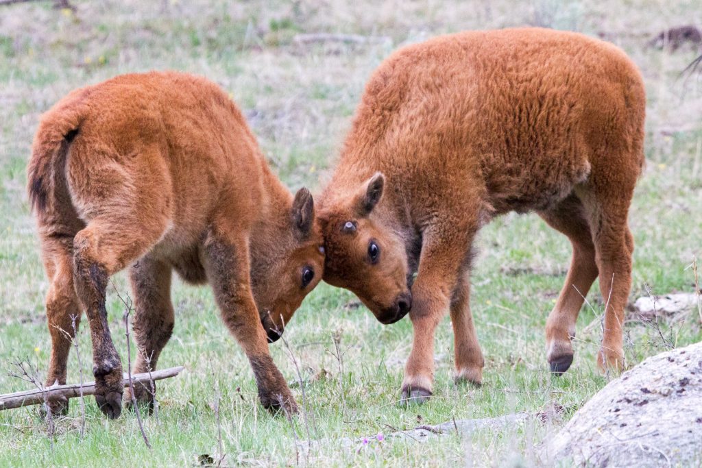 Meet the Baby Animals of Yellowstone