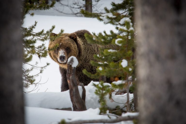 5 Fun Facts About Bear Hibernation