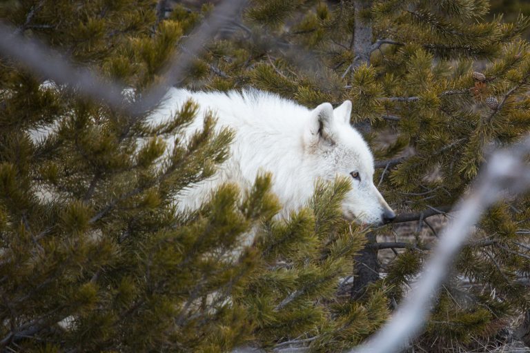 Rick McIntyre's Notes from the Field - Yellowstone Forever