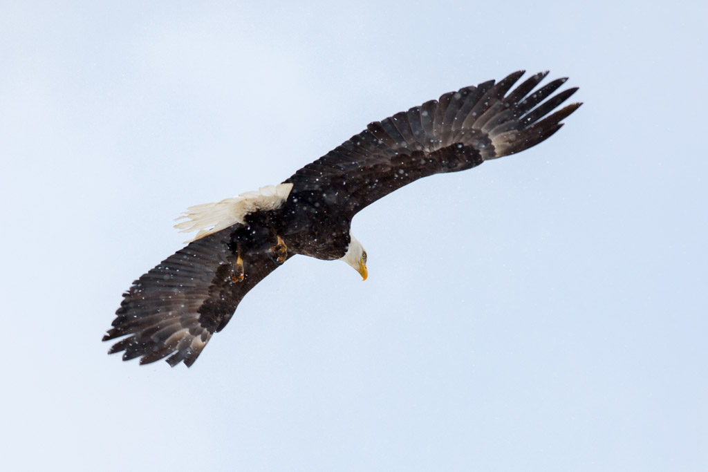 Bald Eagles: Majestic Birds of Yellowstone