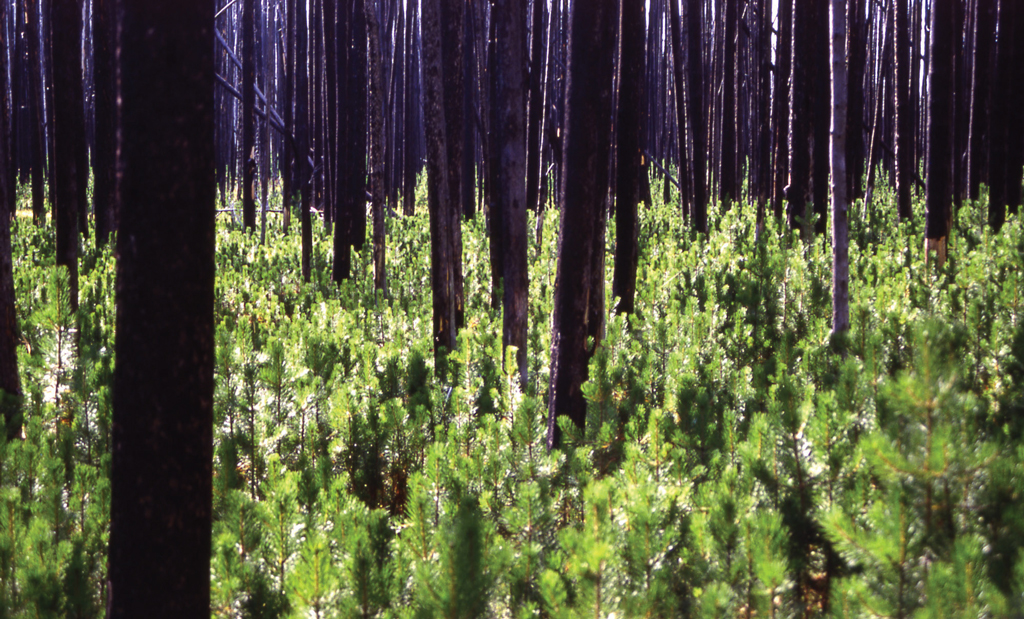 The ’88 Fires: 30 Years Later - Yellowstone Forever