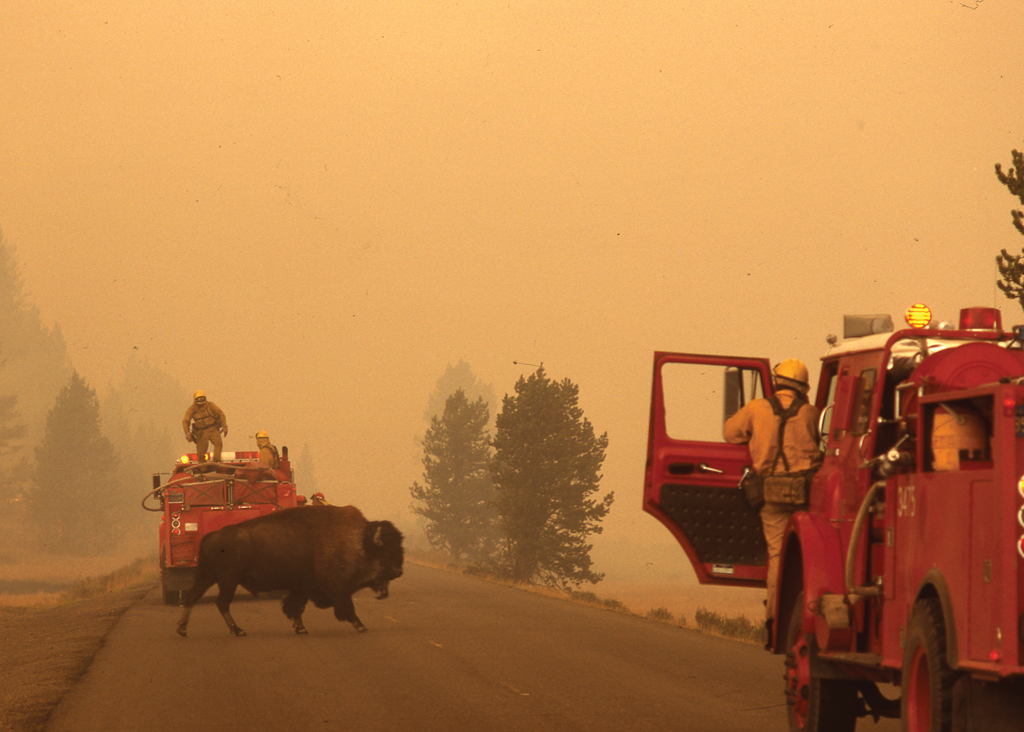 The ’88 Fires: 30 Years Later - Yellowstone Forever