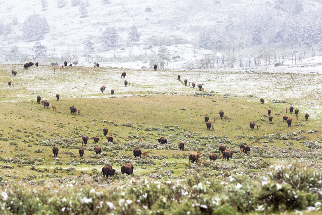 Home on the Range - Yellowstone Forever