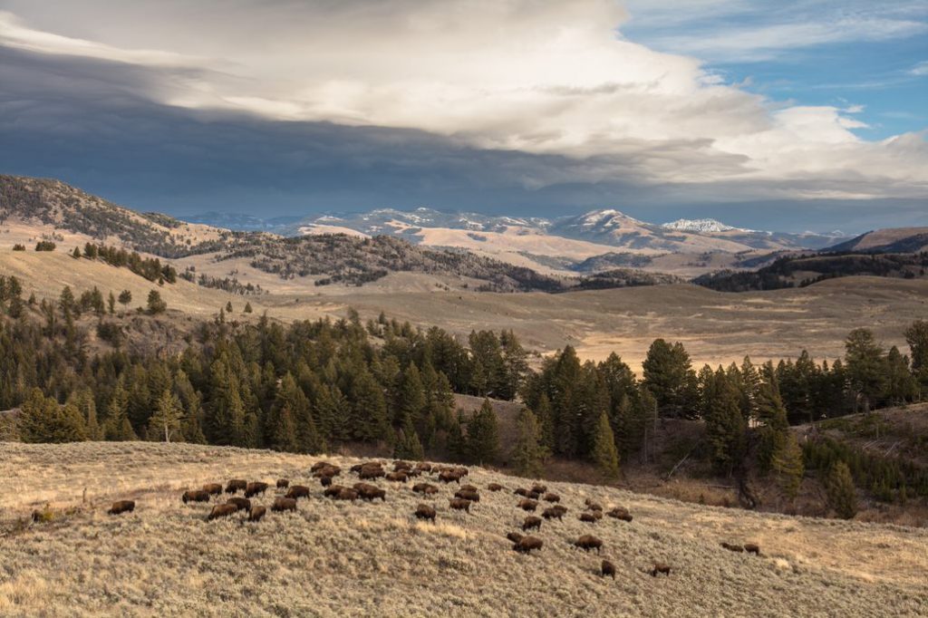 Become a Yellowstone Citizen Scientist