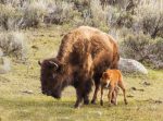 Stories of Yellowstone's Spring Babies - Yellowstone Forever