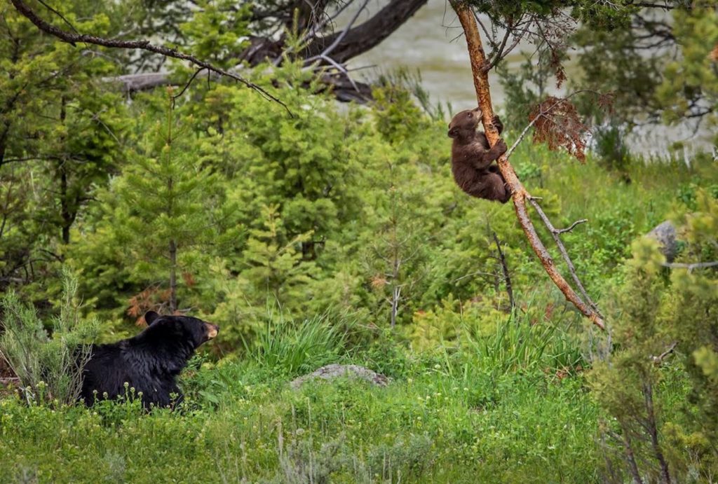 Photos: New Baby Animals in Yellowstone - Yellowstone Forever