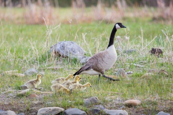 Photos: New Baby Animals in Yellowstone - Yellowstone Forever