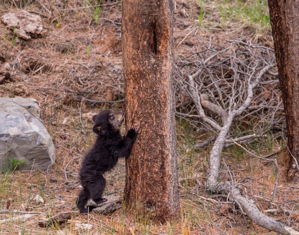 Photos: New Baby Animals in Yellowstone - Yellowstone Forever