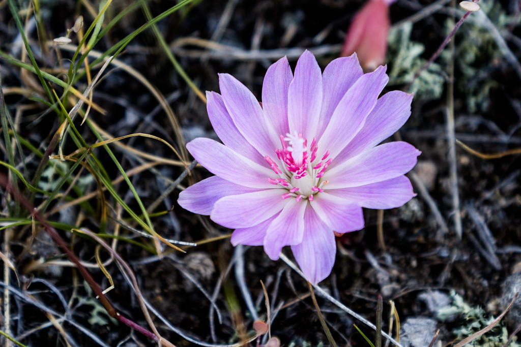 Experience the Peak Wildflower Season in Yellowstone - Yellowstone Forever