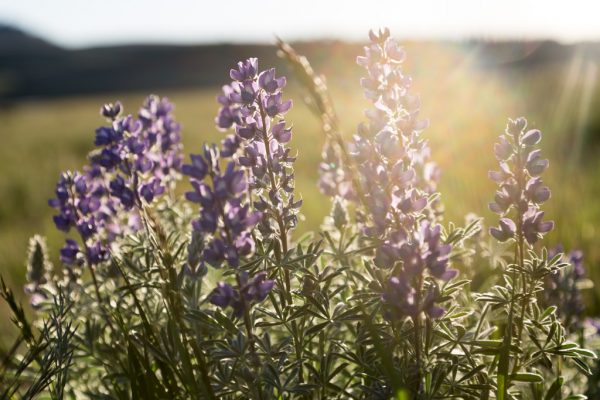 Experience the Peak Wildflower Season in Yellowstone - Yellowstone Forever