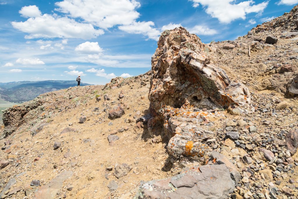 Yellowstone's Petrified Trees - Yellowstone Forever