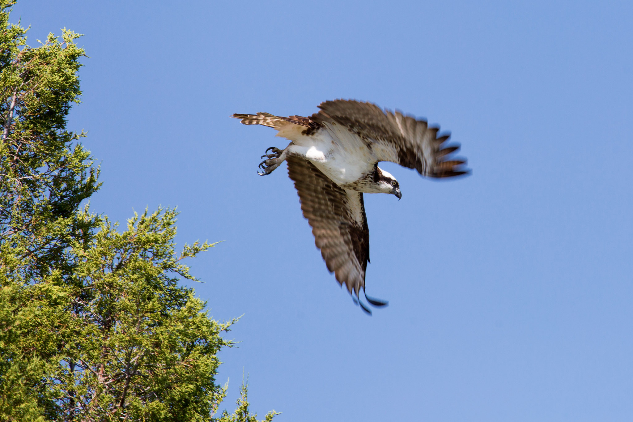 Fall Raptor Migration in Yellowstone - Yellowstone Forever