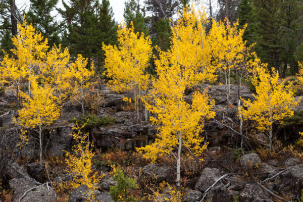 Plan Your Fall Trip to Yellowstone - Yellowstone Forever