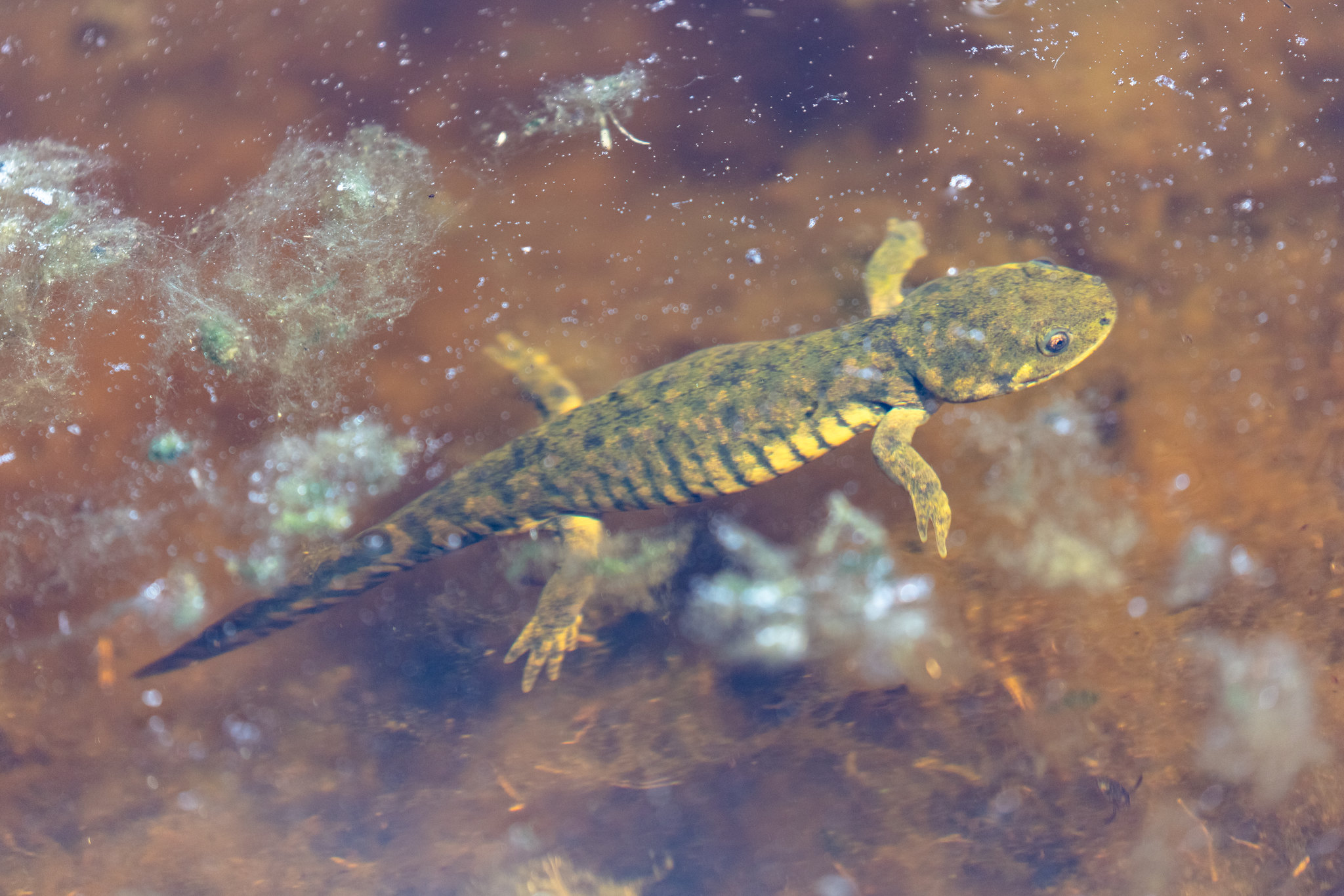 Naturalist Notes: Western Tiger Salamander - Yellowstone Forever