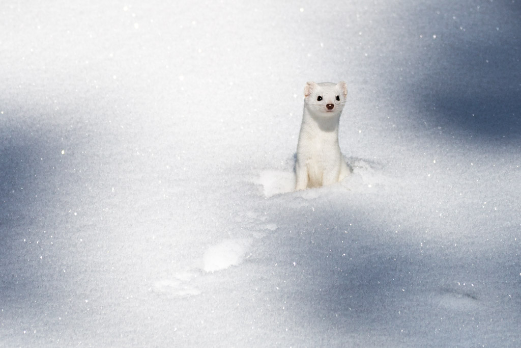 What Lies Beneath the Snow - Yellowstone Forever