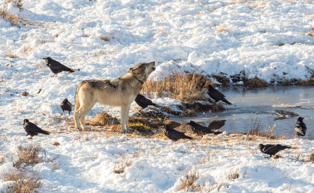 Naturalist Notes: Wolves and Ravens - Yellowstone Forever