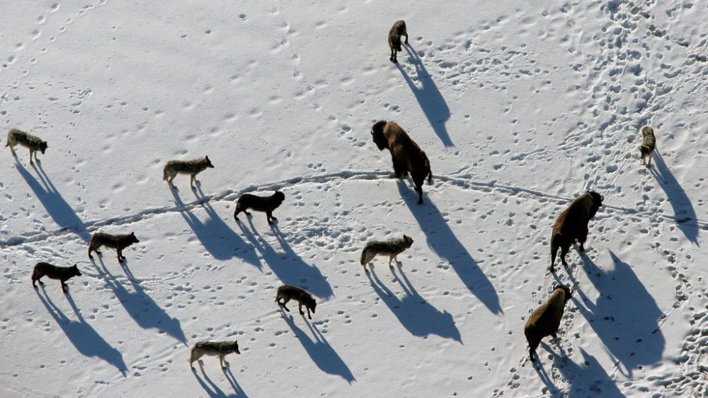 Yellowstone’s Window into the Wolf World: Celebrating 25 Years ...