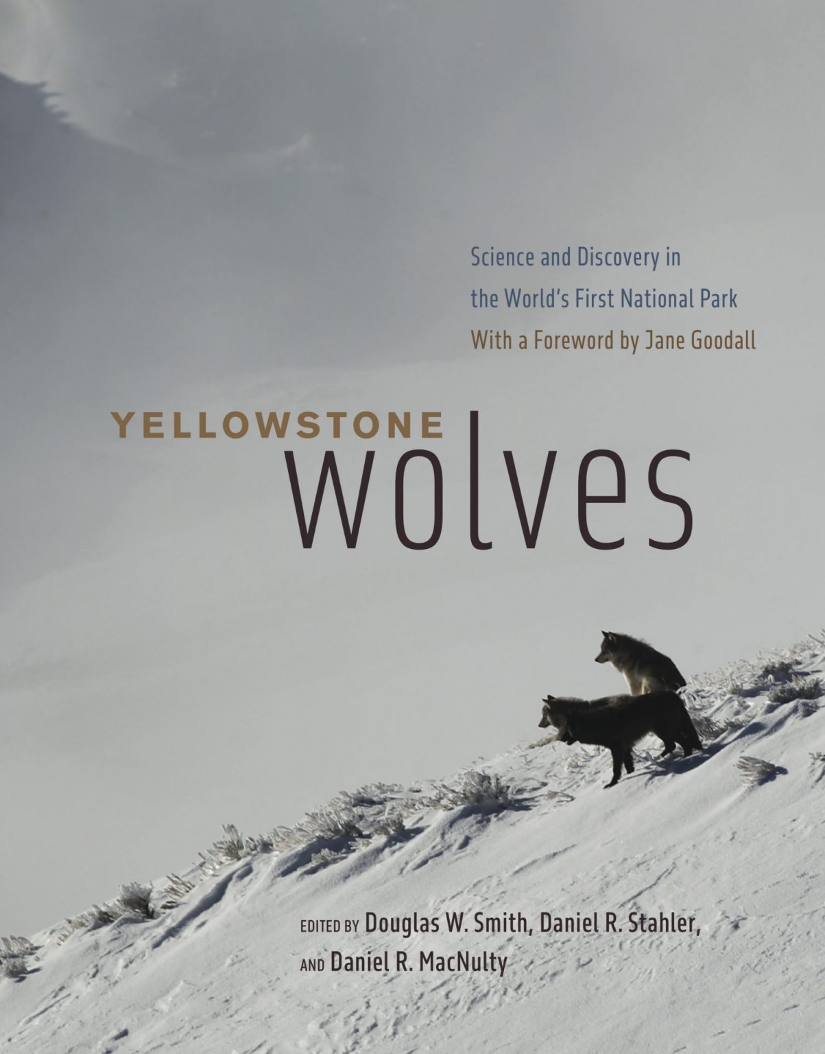 Yellowstone Wolf Project - Yellowstone Forever