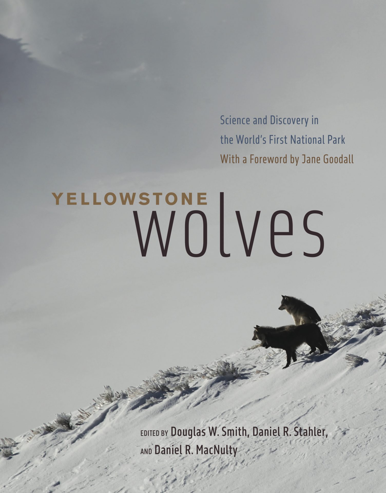 Yellowstone Wolf Project - Yellowstone Forever