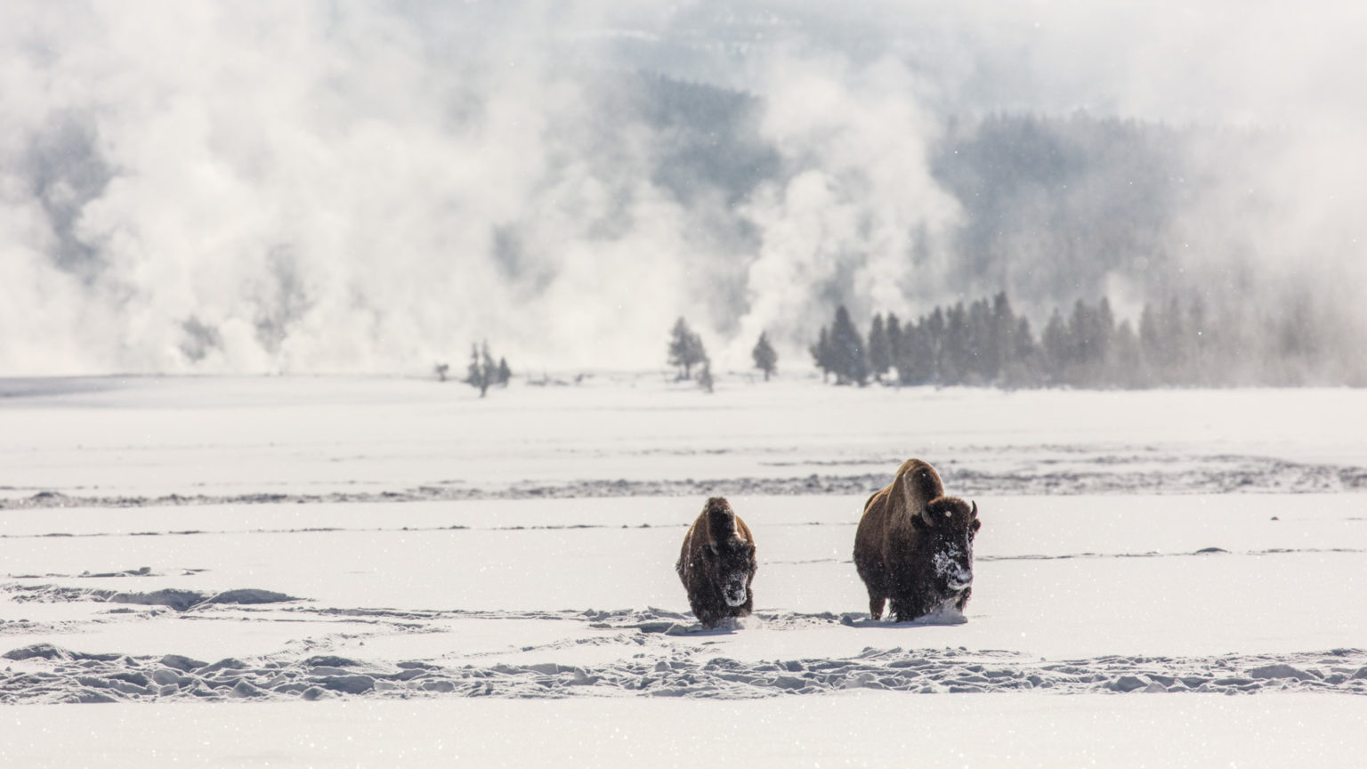 Winter Photography in Yellowstone National Park - Yellowstone Forever