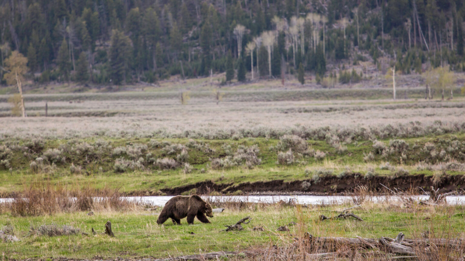 Yellowstone Bears - Yellowstone Forever