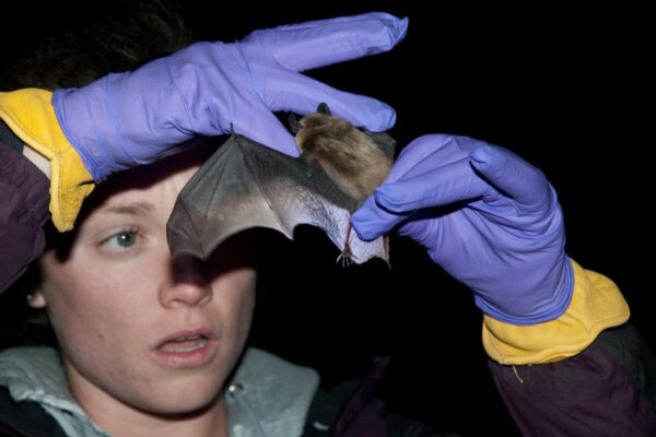 Yellowstone Bat Study