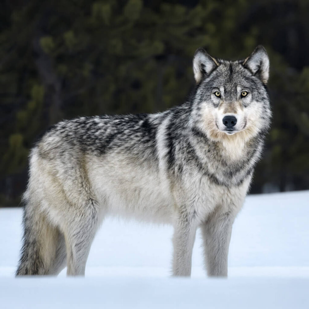 2025 Yellowstone Calendar Images Available