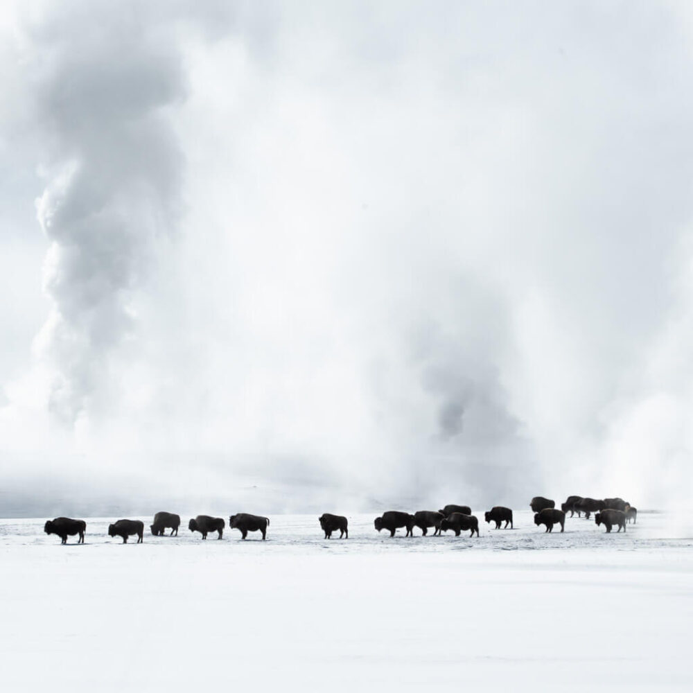 2025 Yellowstone Calendar Images Available