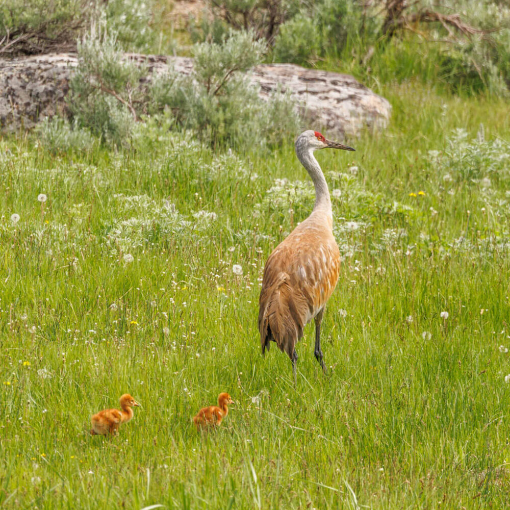 2025 Yellowstone Calendar Images Available