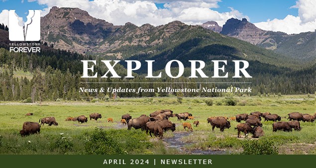 Yellowstone Explorer Monthly E-Newsletter - Yellowstone Forever