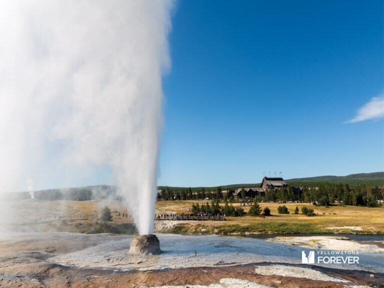 Yellowstone Forever