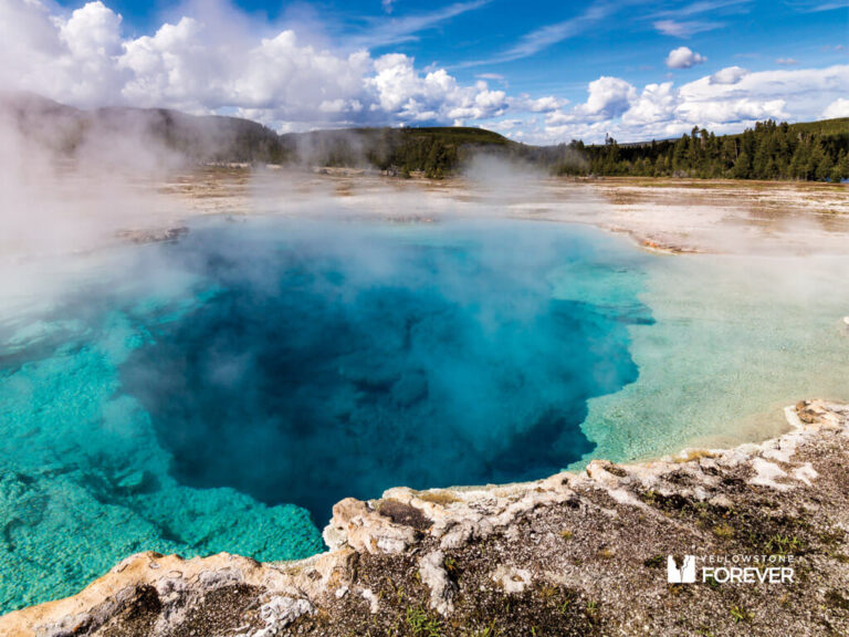 Yellowstone Forever