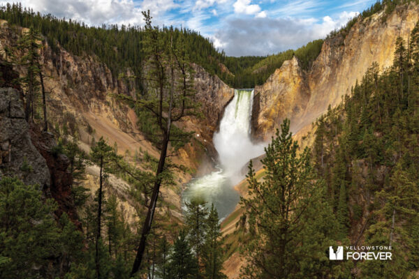 Yellowstone Forever Digital Wallpaper Downloads