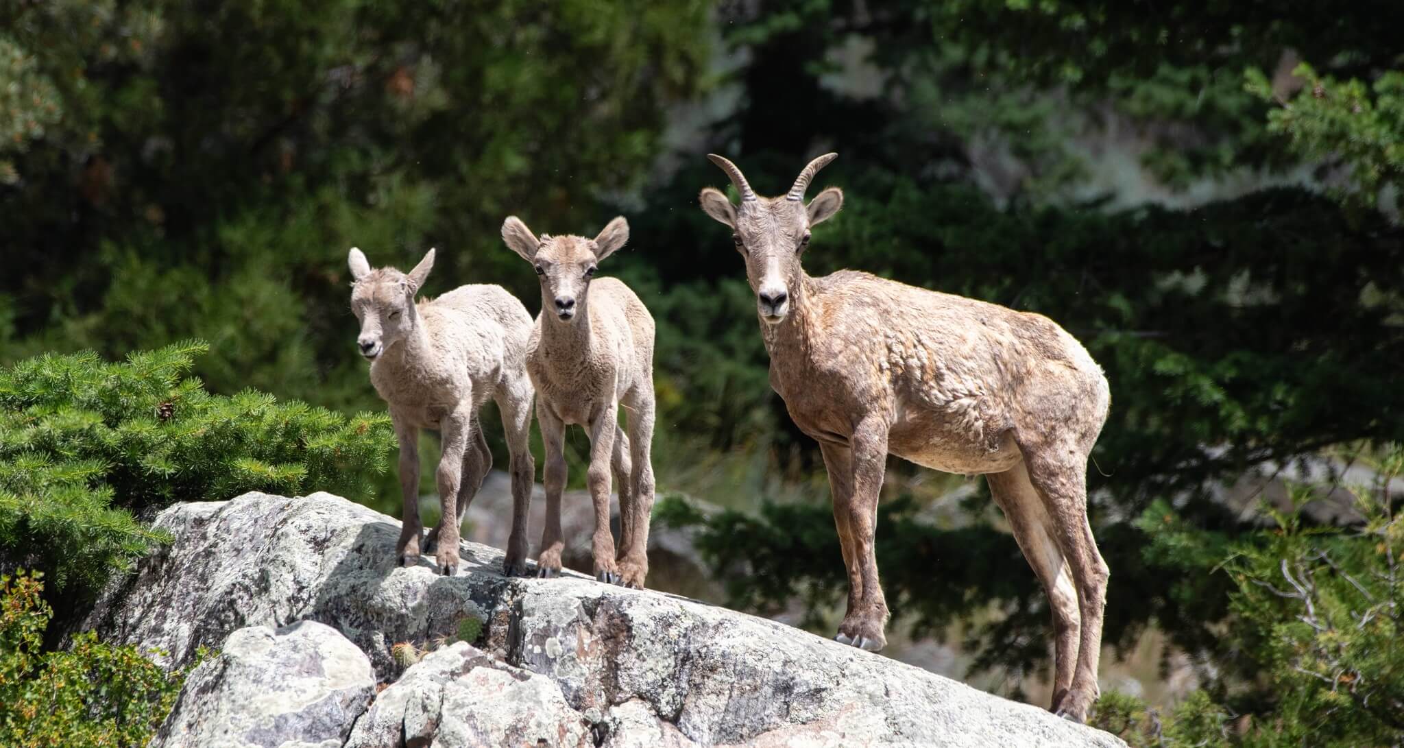 Summer Yellowstone Day Adventures