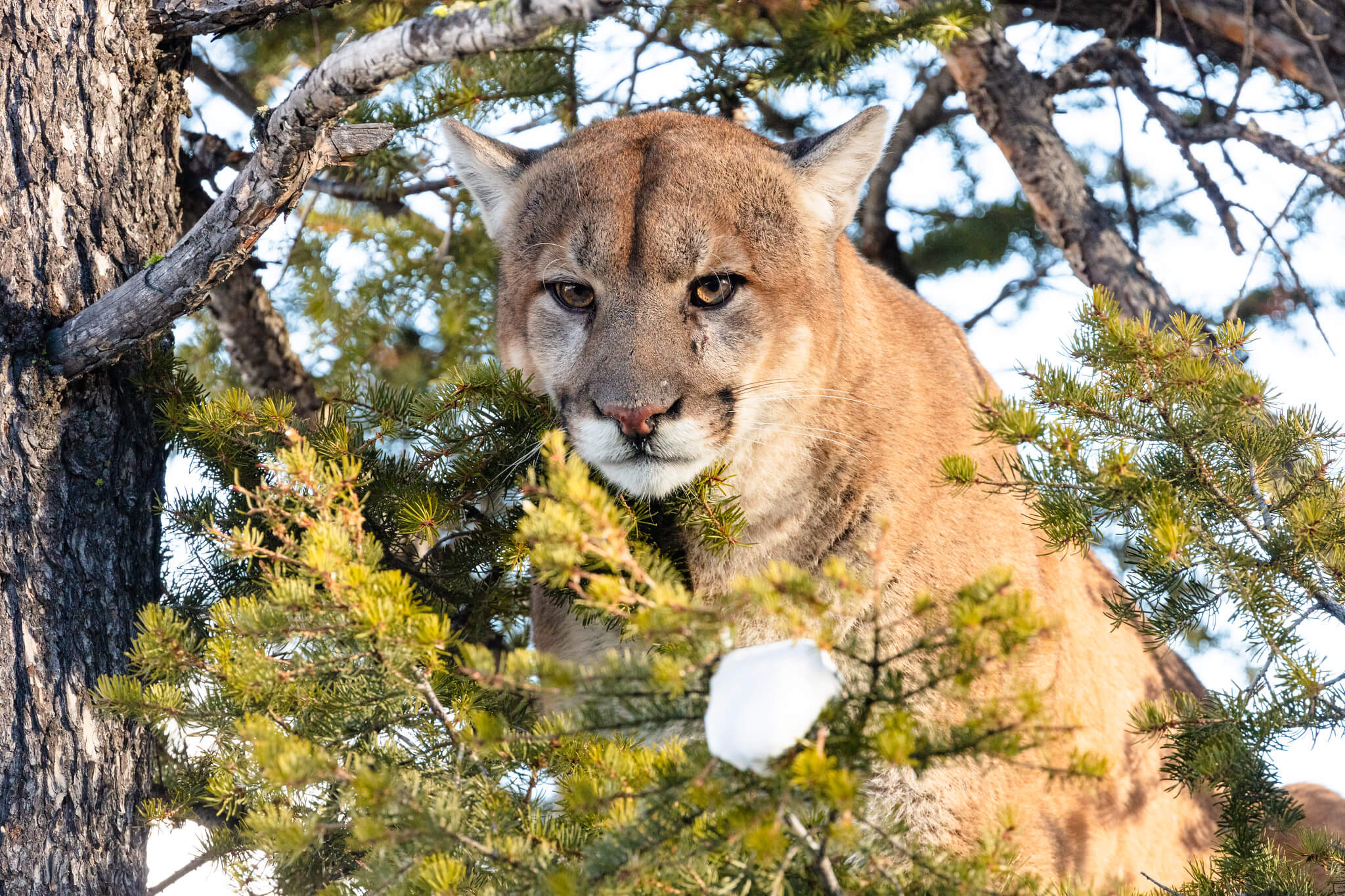 Yellowstone's Captivating Carnivores | Yellowstone Forever
