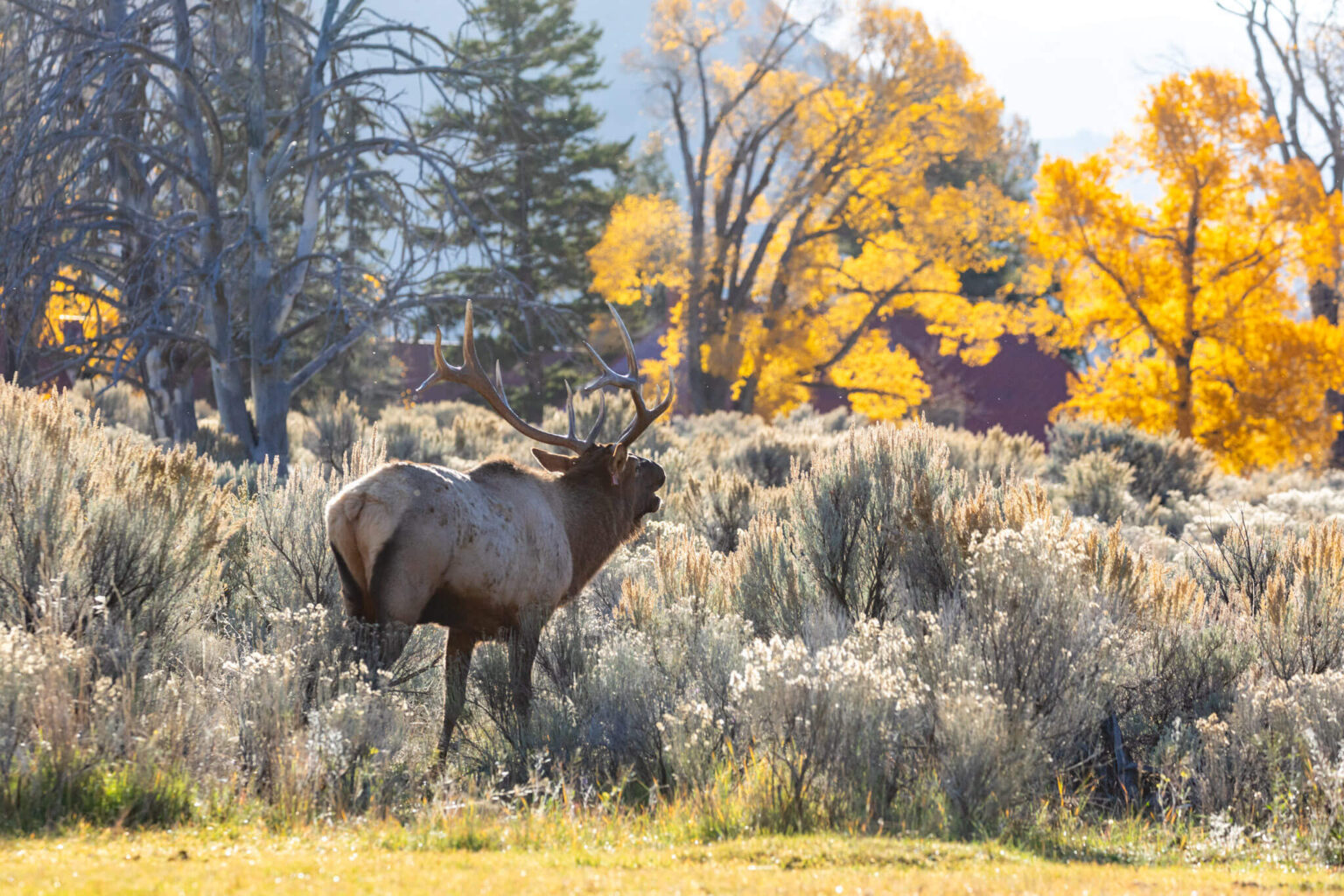 Naturalist Notes: September Symphony - Yellowstone Forever