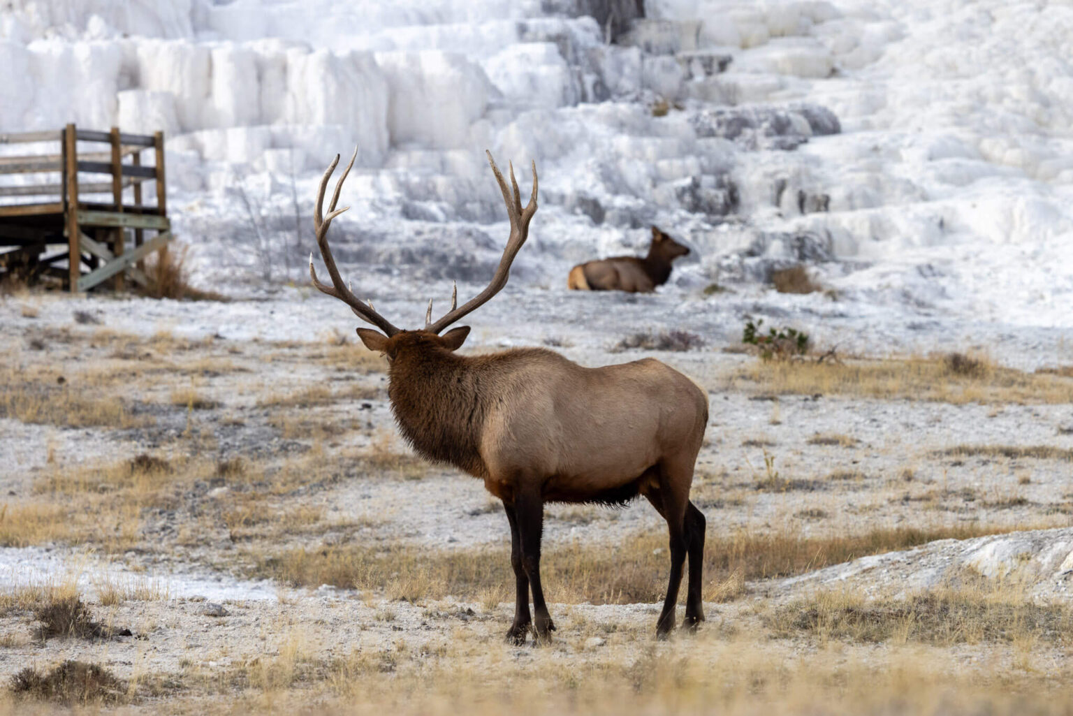 Naturalist Notes: September Symphony - Yellowstone Forever