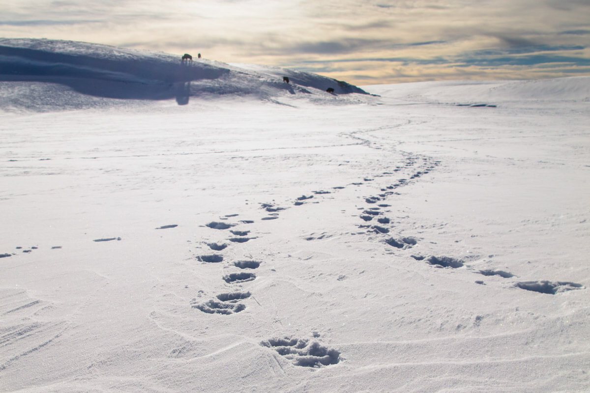 Tracks, Trails, & Tales: Reading Winter Stories in the Snow ...
